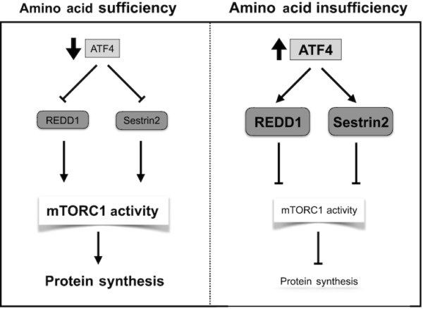 Atf4 Regulates Mtorc1 Responses To Prolonged Leucine Deprivation Via