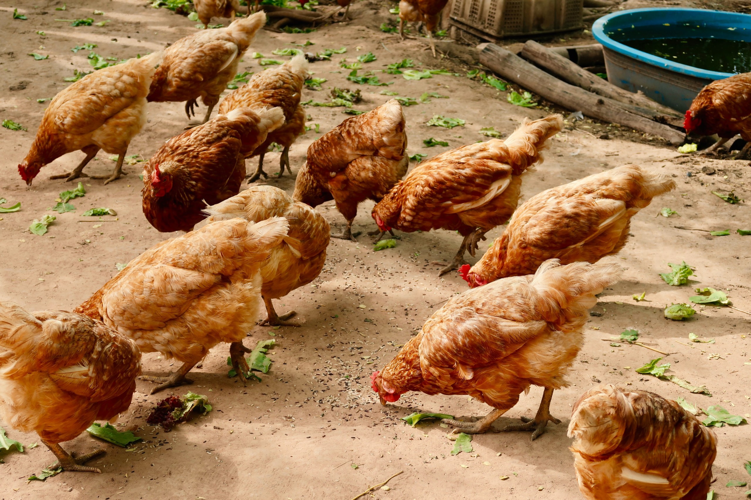 Family poultry production can improve child nutrition in low-income ...