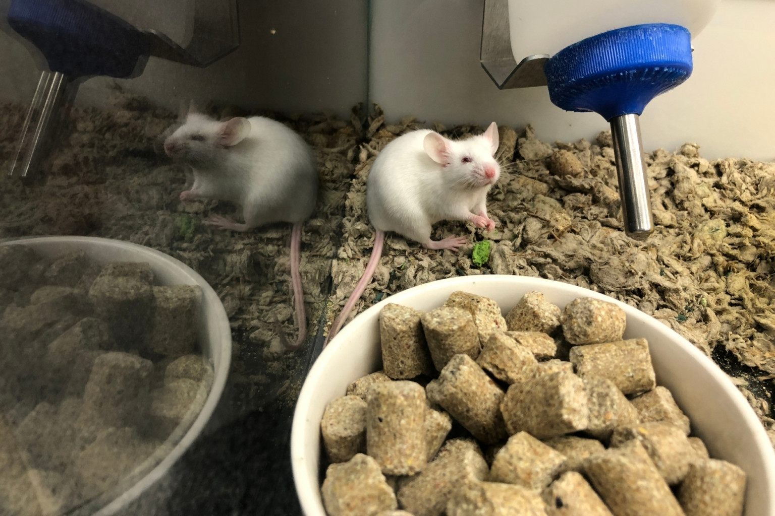 Is It Time to Revise the AIN-93 Rodent Diet Formulas?